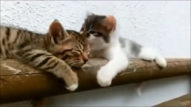 Коты Спят)))