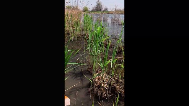 Новая Рогатка В Деле: Рыбалка На Рогатку#fishing#рекомендации#top#2025#fish#youtube