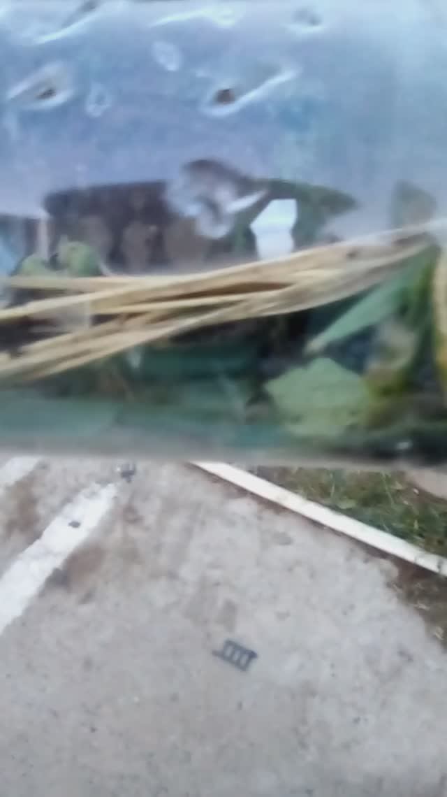 выращиваю бабочек из гусениц 1 часть