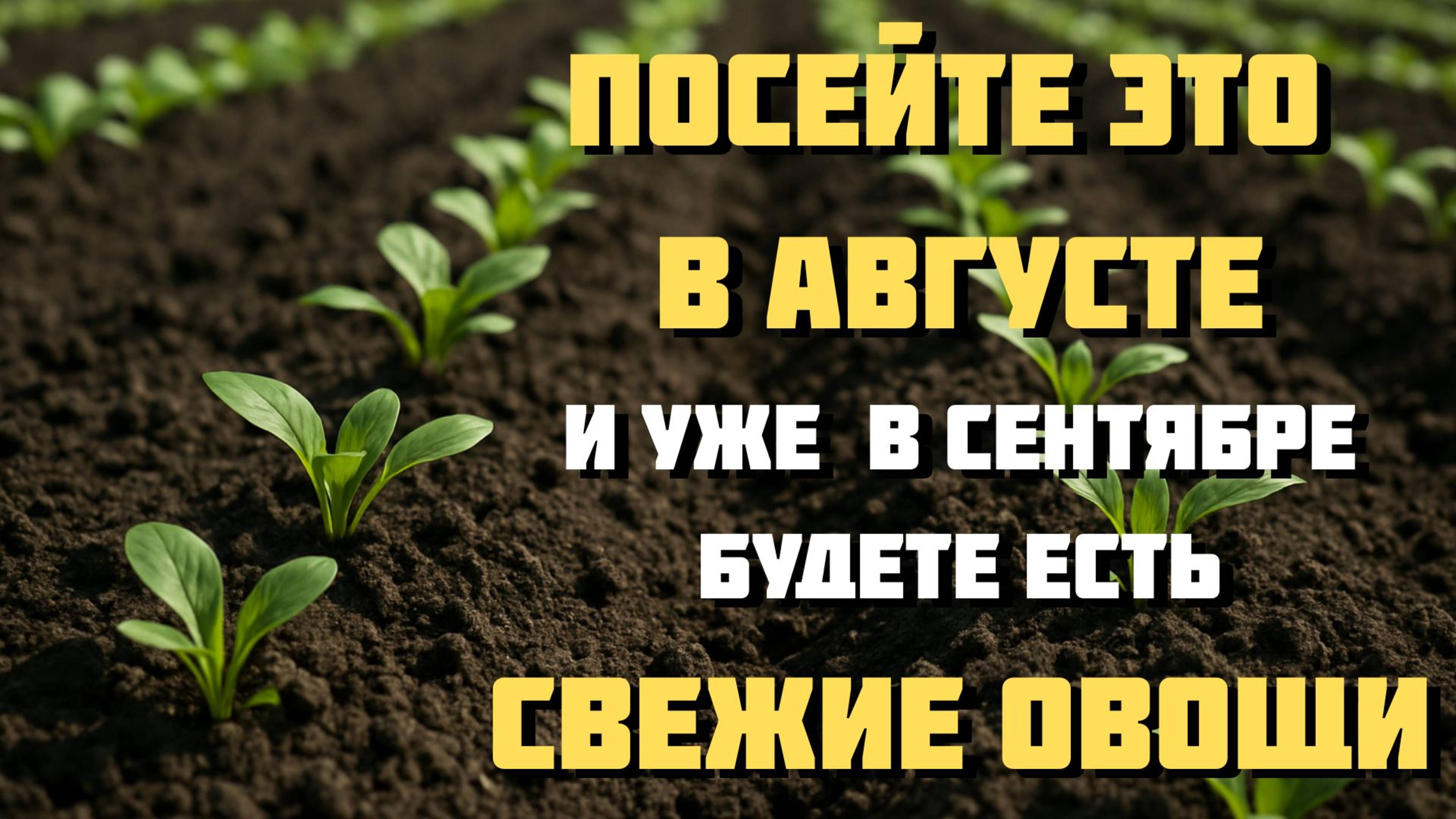 🌱 Что посеять в августе, чтобы собрать урожай уже осенью! Советы для огорода