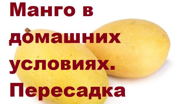 Манго в домашних условиях. Пересадка