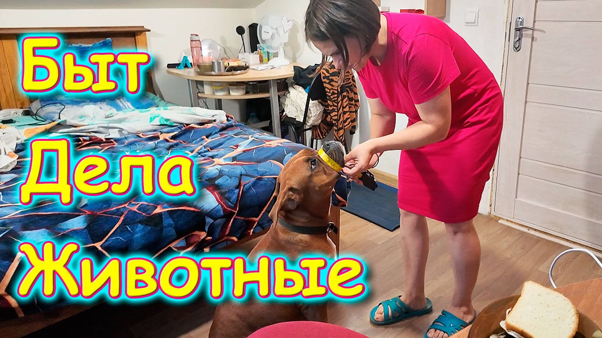 Покупки для Джесси. Учеба. Велик. Котята. И др. (08.25г.) Семья Бровченко.