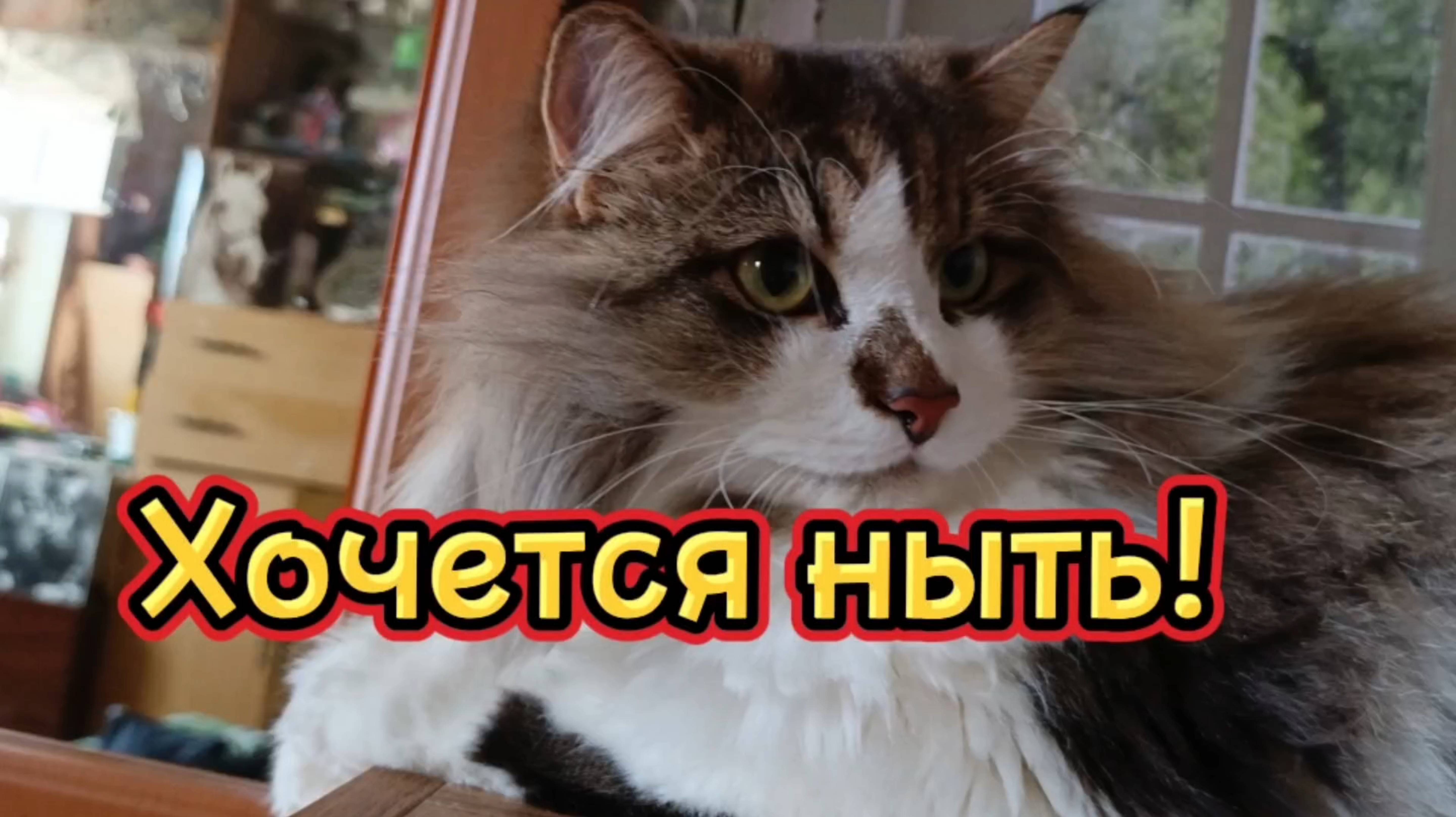 Хочется ныть! Прикольная озвучка.