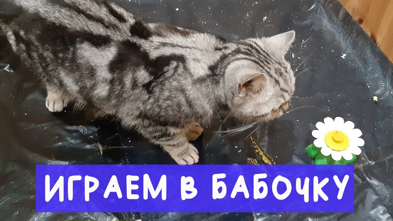 Играем с кошкой Мией в бабочку😺🦋