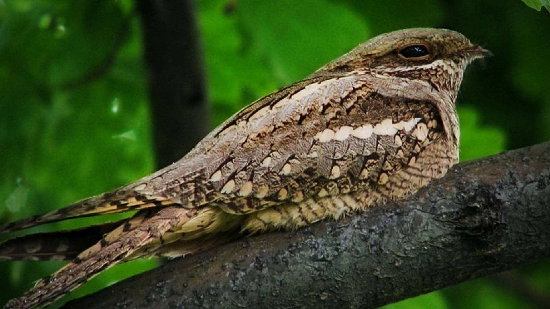 Звук птицы. Птицы. Пение птицы Козодой обыкновенный для внутреннего покоя