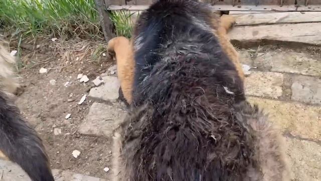 Давид и Бим, первые минуты на передержке в команде