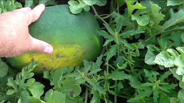 Чтобы плоды арбузов были правильной формы