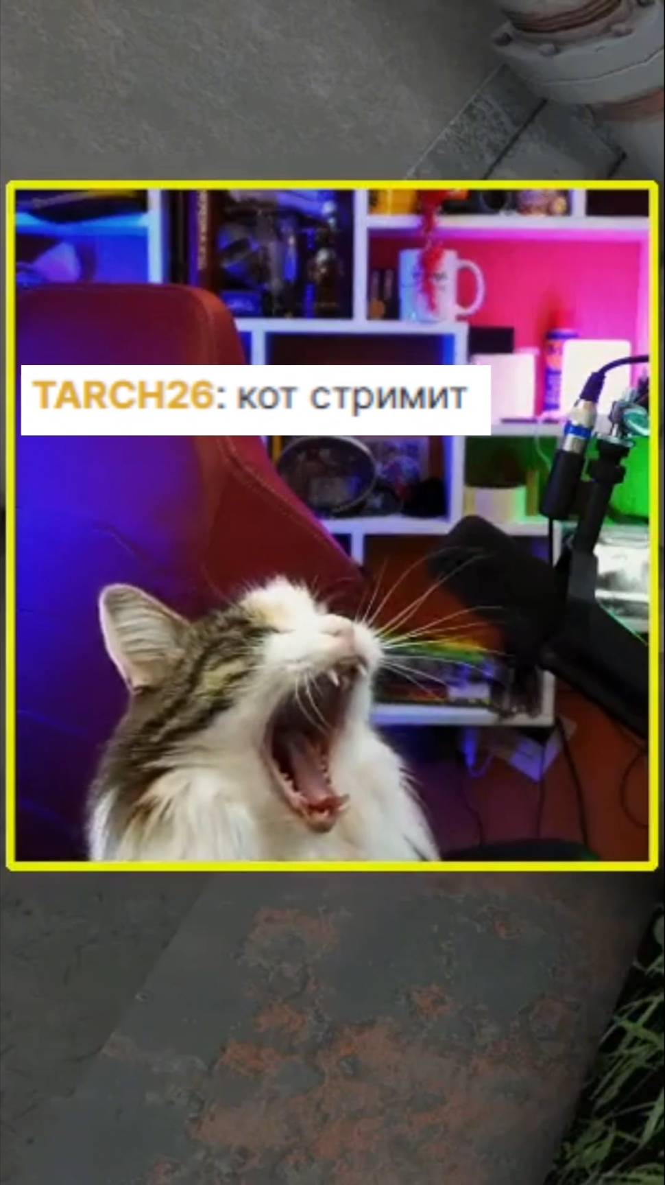 Кот стримит #scum #wuchang #7dyas