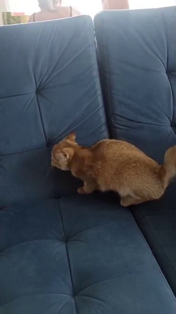 Игра с кошкой