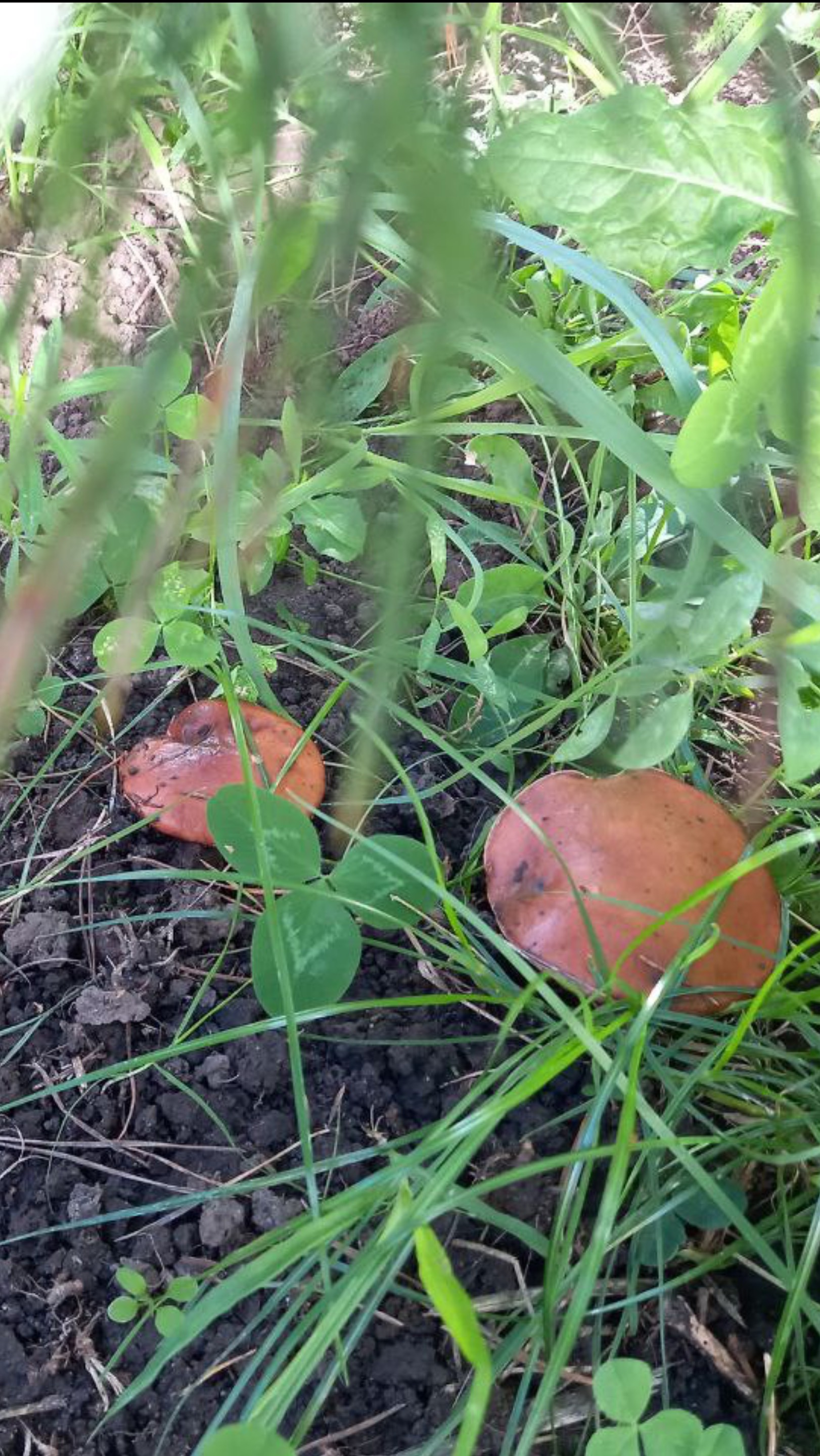 Маслята в городе 🍄🟫