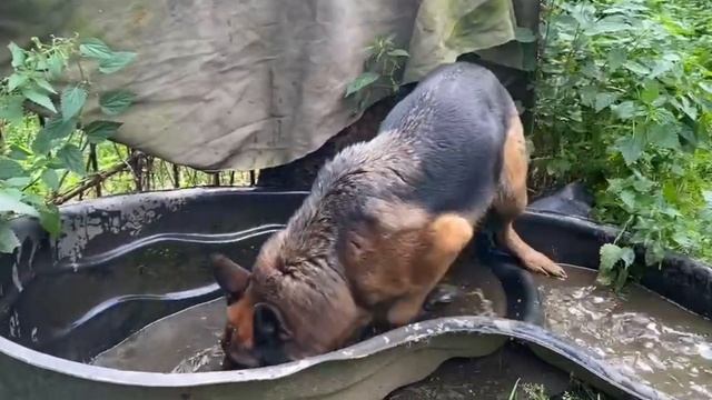 овчар Зорг , 5 августа 2025