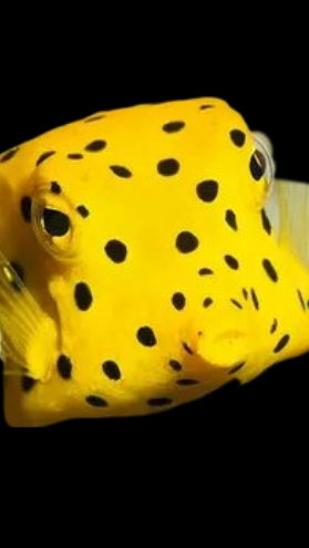 глажу рыбу коробку трейлер к следующему видео. 🎁🐟