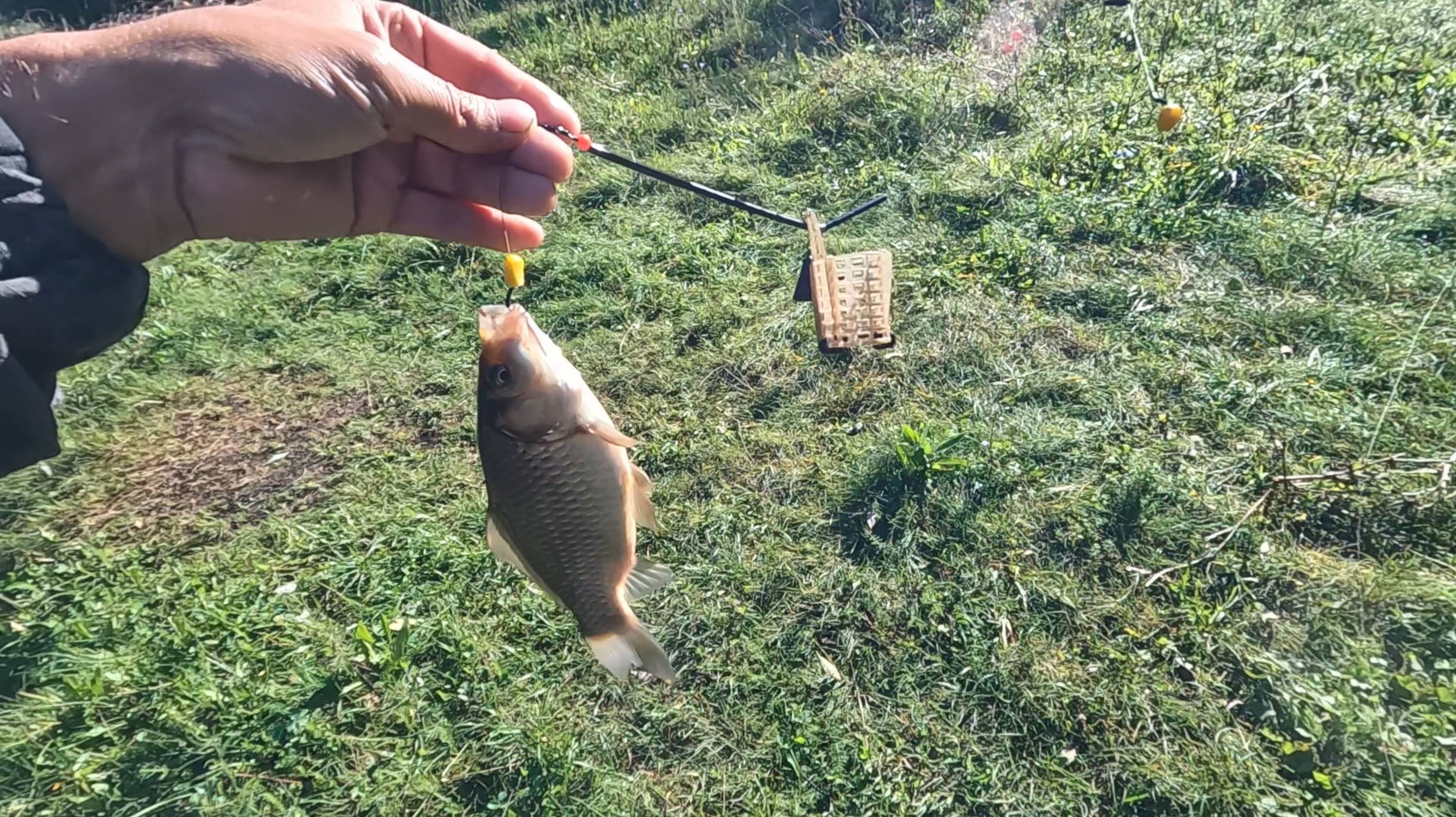 Рыбалка. Карась на кукурузу.
