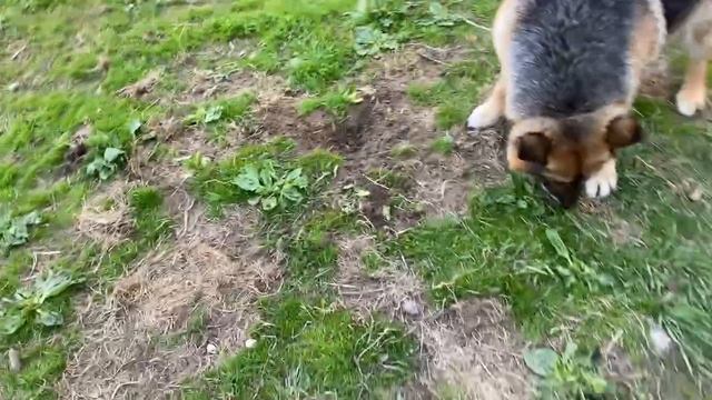 Амра и Адель, май 2025