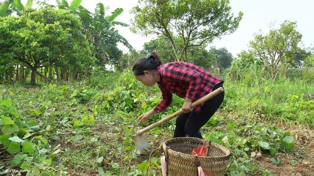 Hometown Breakfast and the Journey of Harvesting Jicama to Sell at the Market | Trieu Mai Huong.