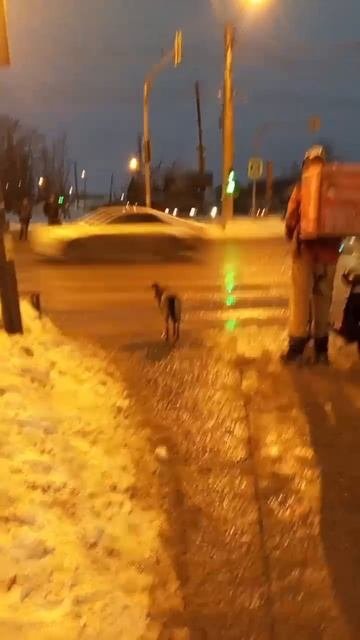 Умный пёс переходит дорогу по светофору. Некоторым людям надо у него поучиться!