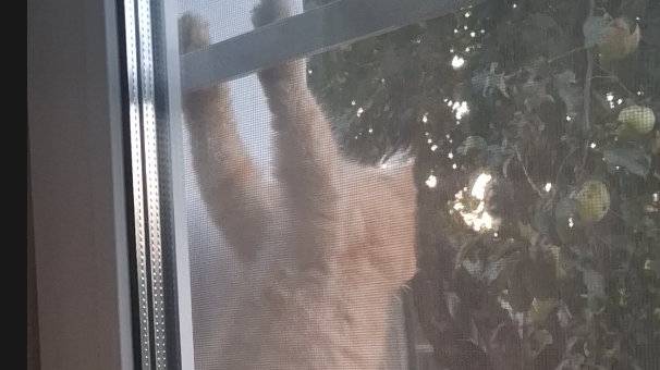 трюки от котов