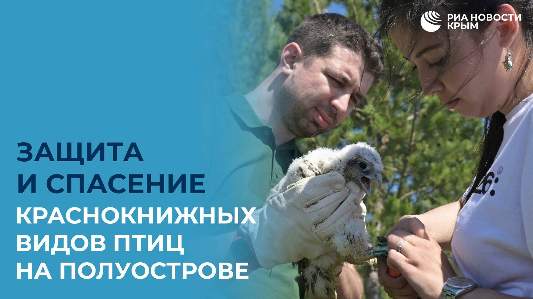 Защита и спасение краснокнижных видов птиц на полуострове