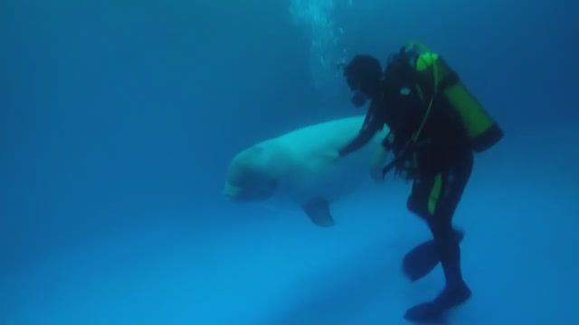 Белухи, подводные съемки