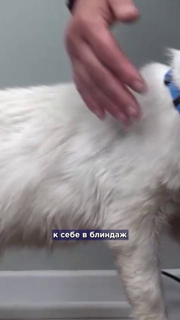 Окопные коты