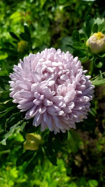 13.8.25 Астра Леди Коралл лавандовая