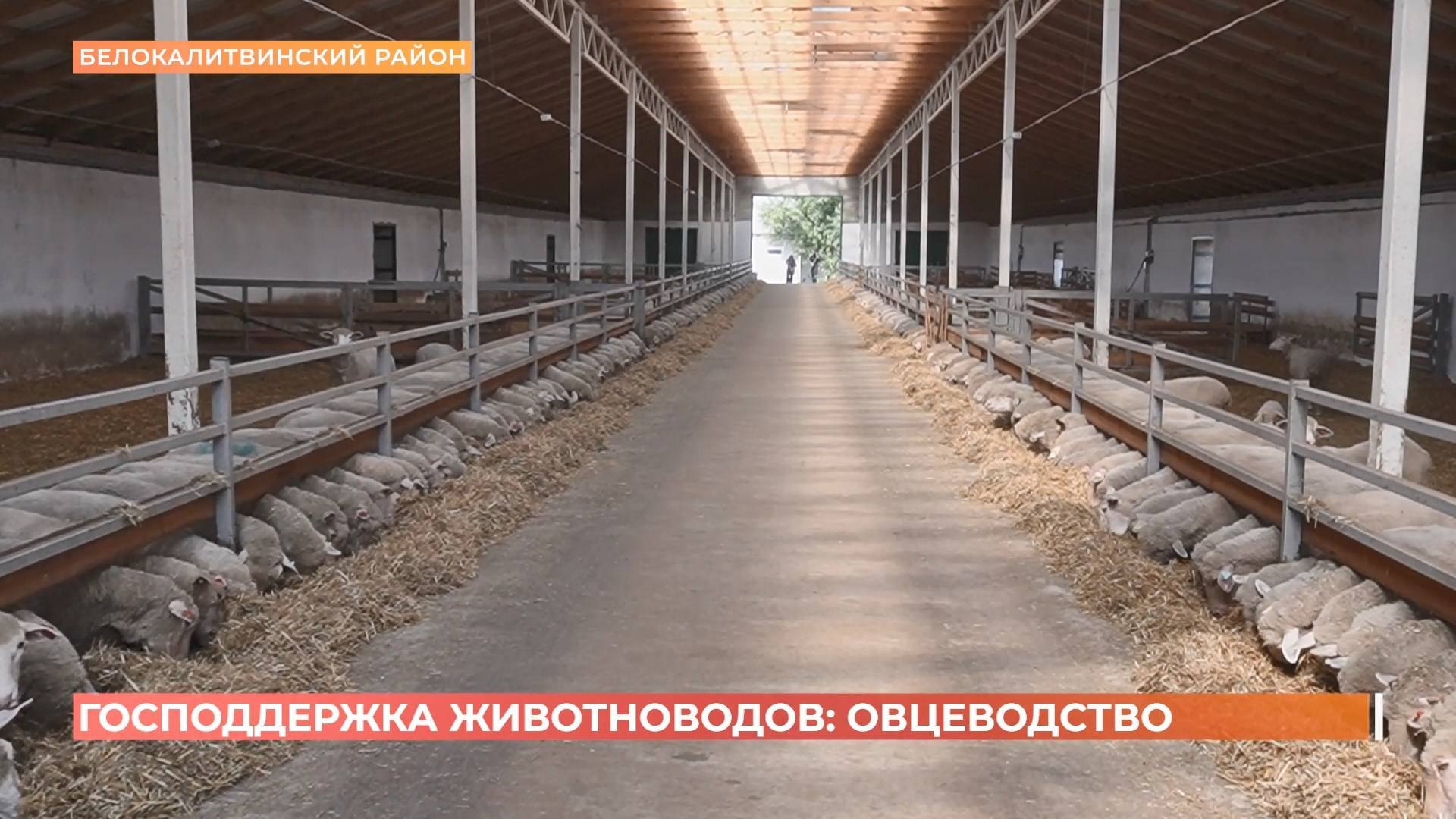 Господдержка животноводов на Дону: овцеводство