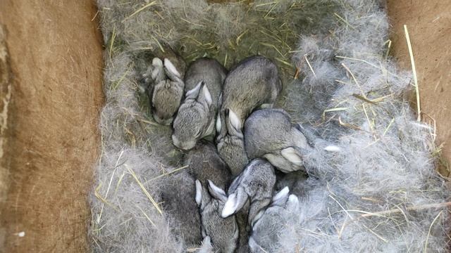 11-е сутки крольчат Советской шиншиллы