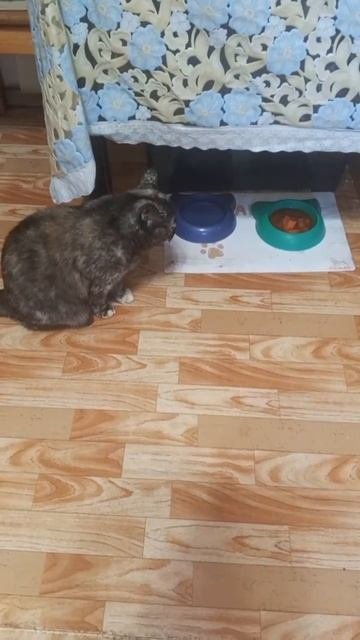 Когда не угодили кошке