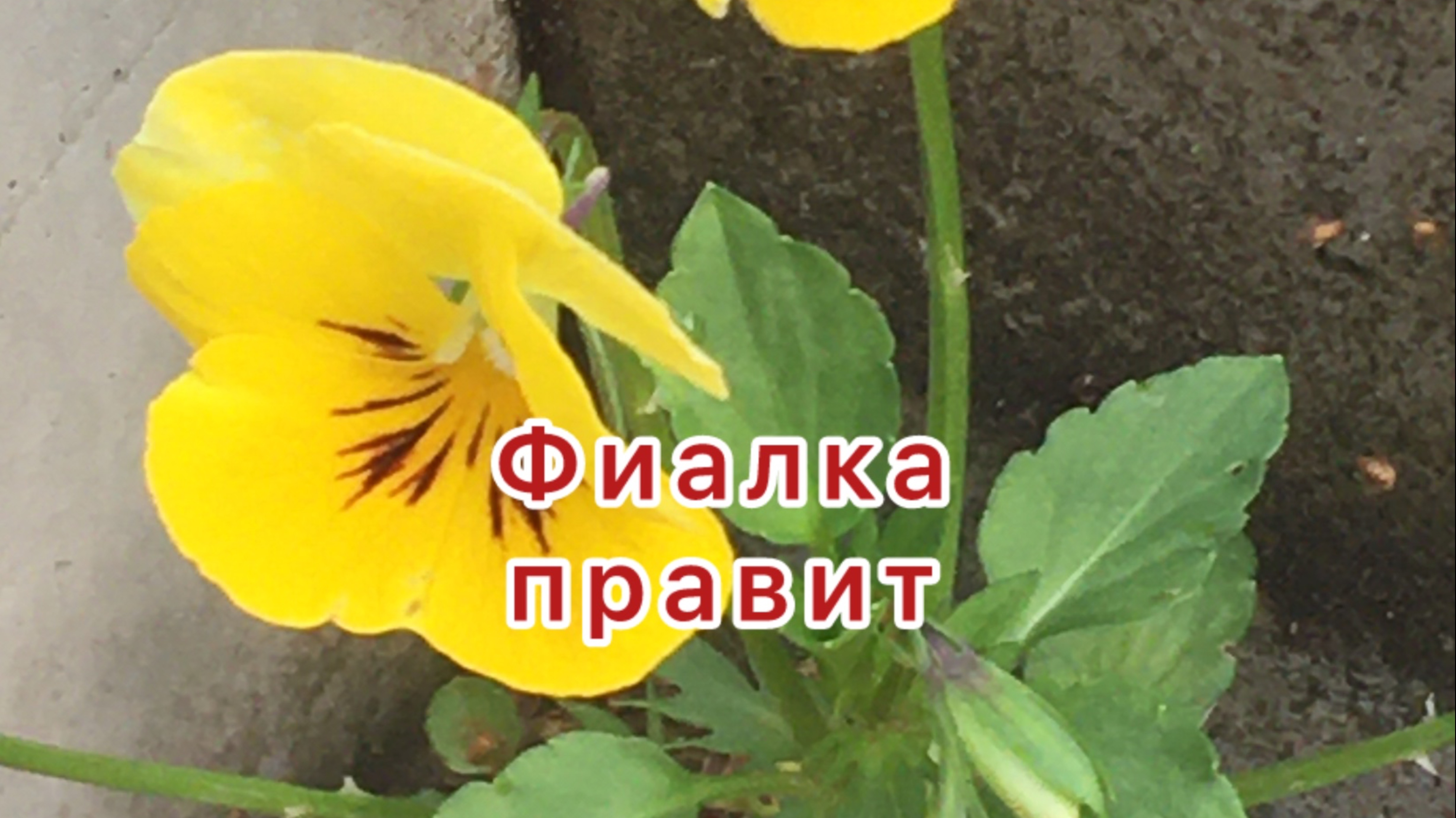 Фиалка правит
