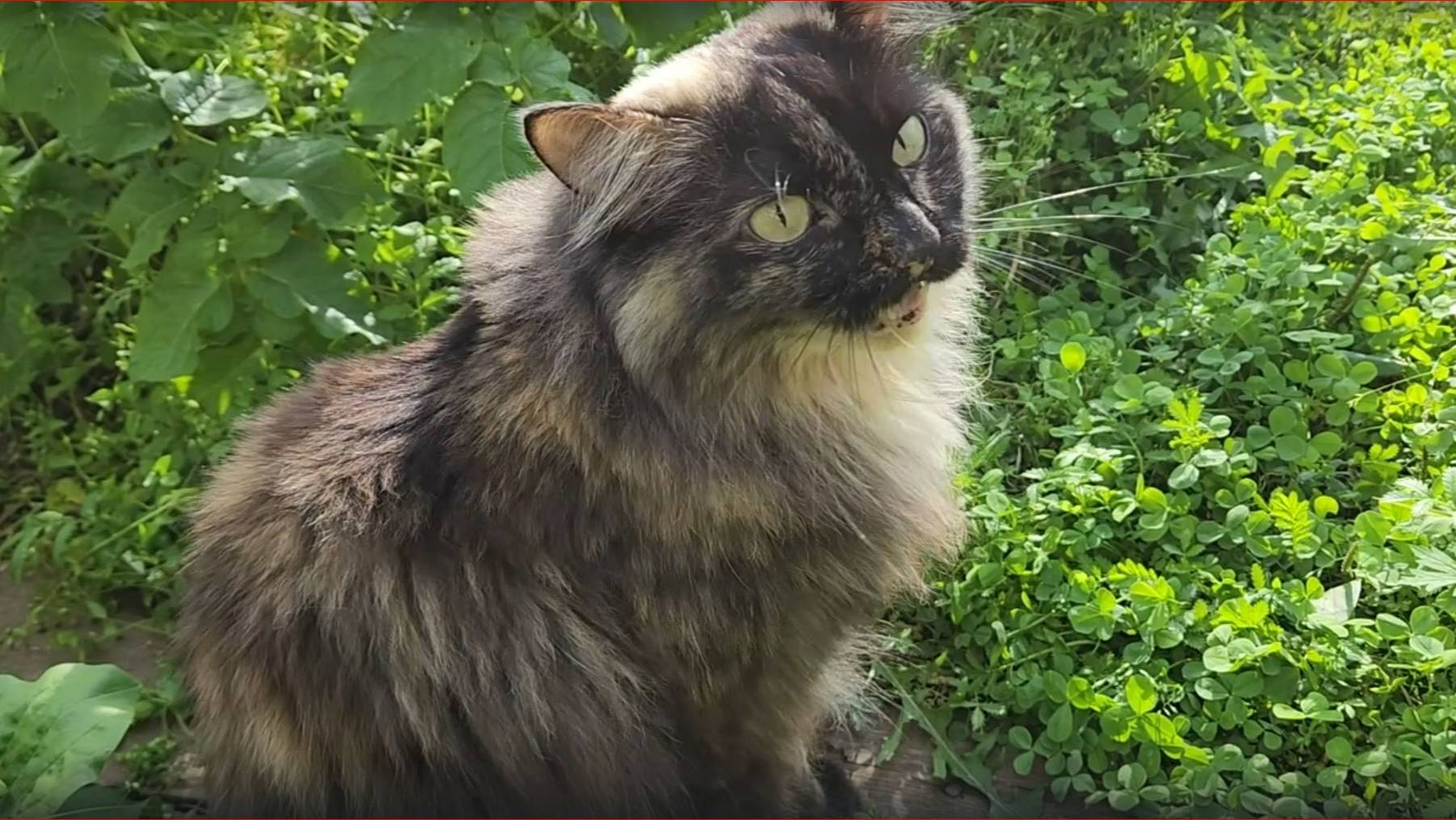 Разговорчивая кошка
