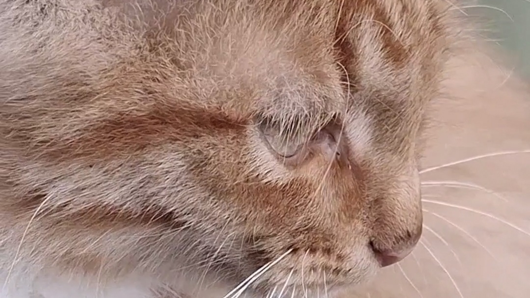 смешные коты (наверно) часть 4