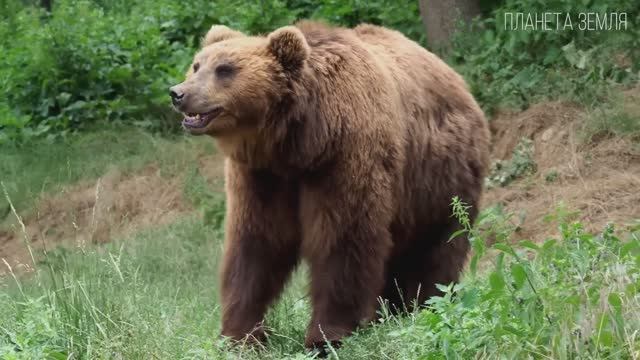 Медведь Косолапый хозяин Земли