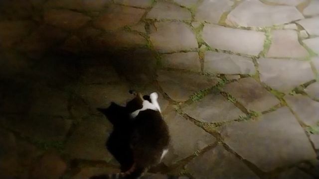 Джорик на охоте. VID_20250807_010440~2