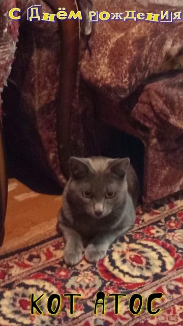 С Днём рождения, Кот Атос!!!