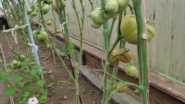 Опыт выращивания гномов Улуру Охра успешно заканчивается