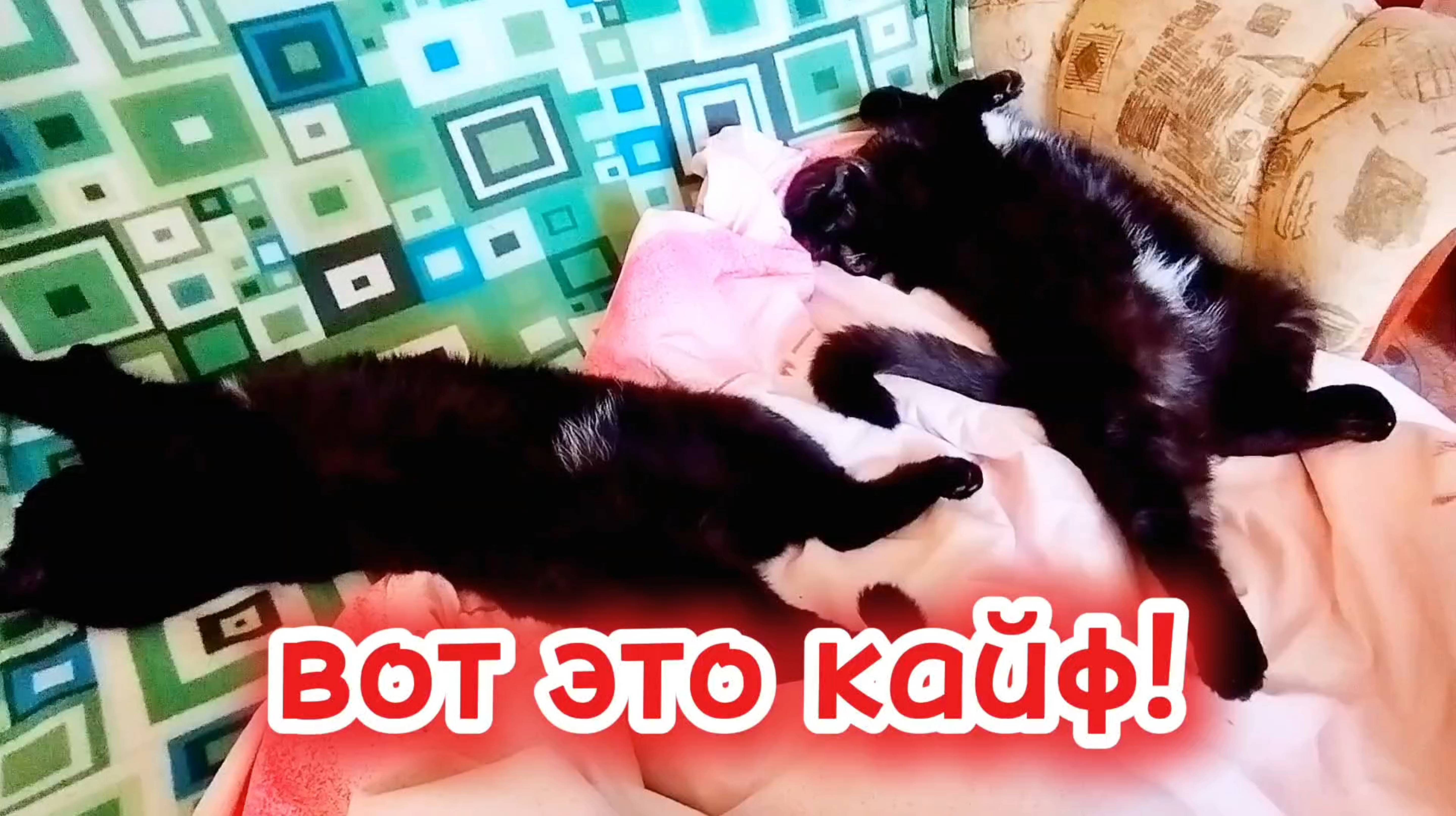 Вот это кайф! Кошечки.