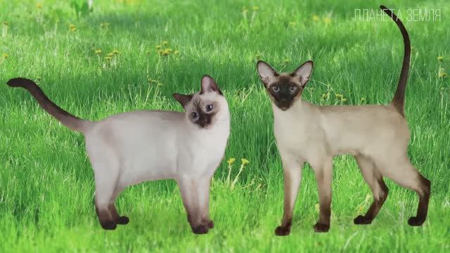 Сиамская Кошка Тайское Чудо