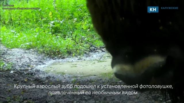 Зубра крупным планом запечатлела фотоловушка в калужском заповеднике