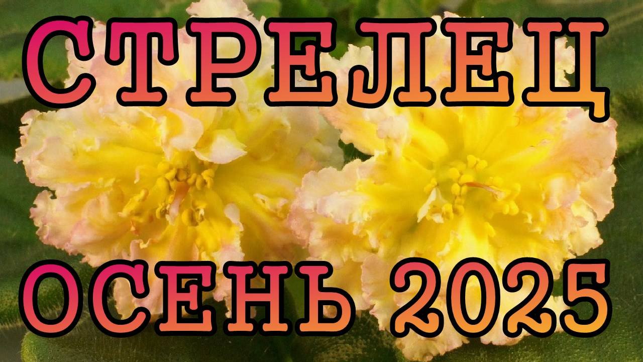 СТРЕЛЕЦ таро прогноз на ОСЕНЬ 2025 года (сентябрь, октябрь, ноябрь).