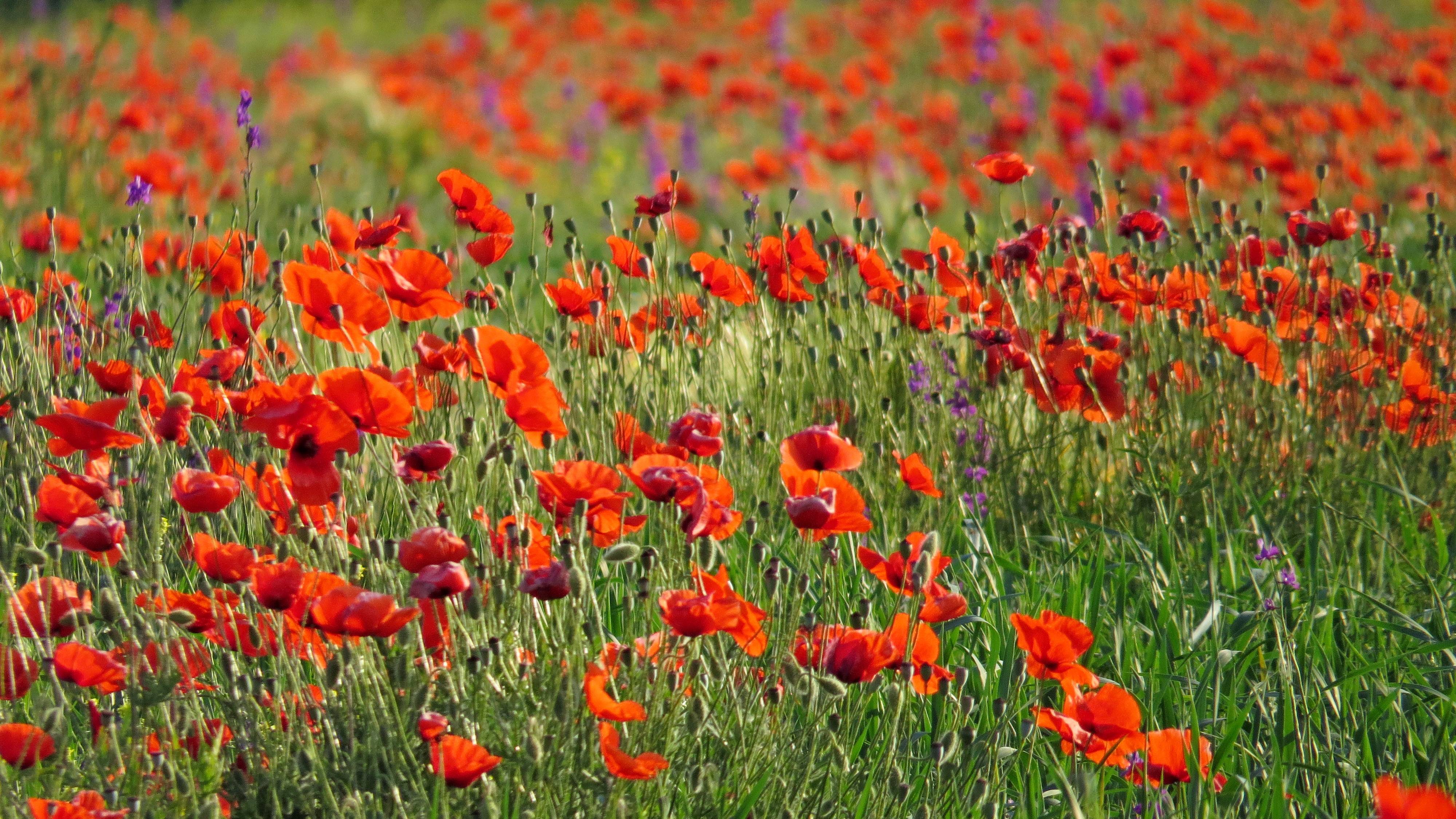От маков до Бурульчи.