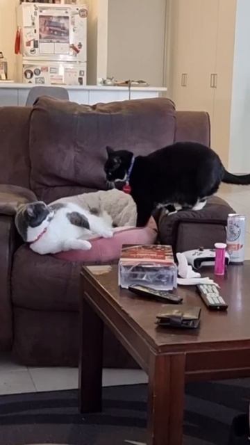Котики делят место