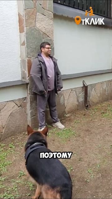 Что делать, чтобы собака не укусила