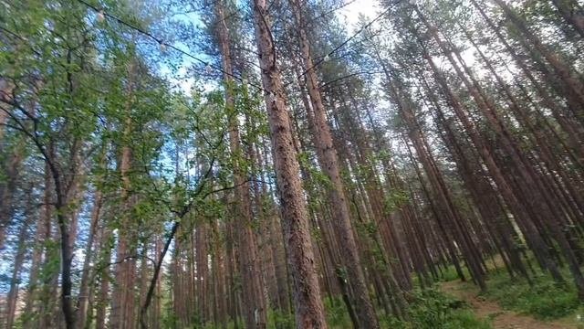 Островок леса посреди посёлка.