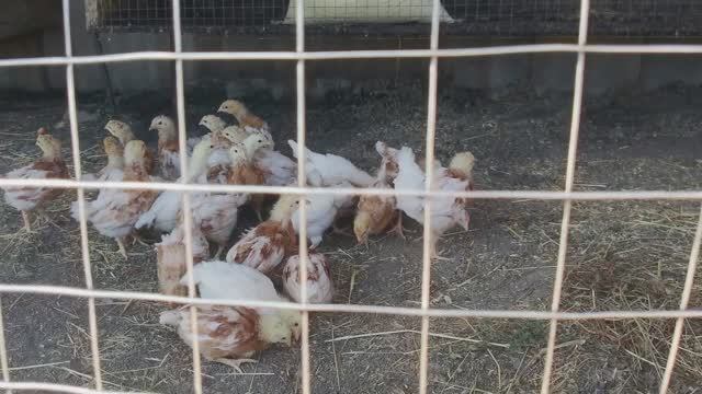 Работа по хозяйству, навожу порядки, спалил мусор и ветки, купил трубогиб.