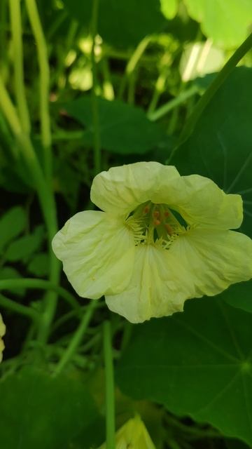 15.8.25 Настурция Йети