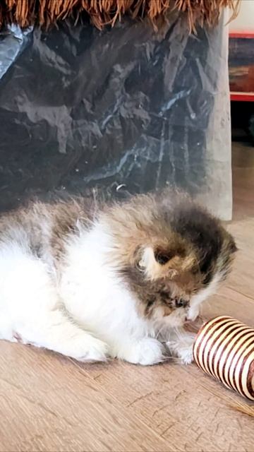 Котенок потерял равновесие. #котята