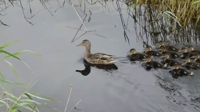 Разлив Иртыша в 2017 году