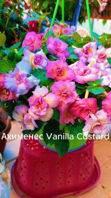 Цветы ахименес Vanilla Custard. Вариант цветения в 2025 г.