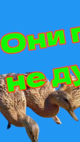 Основной инстинкт