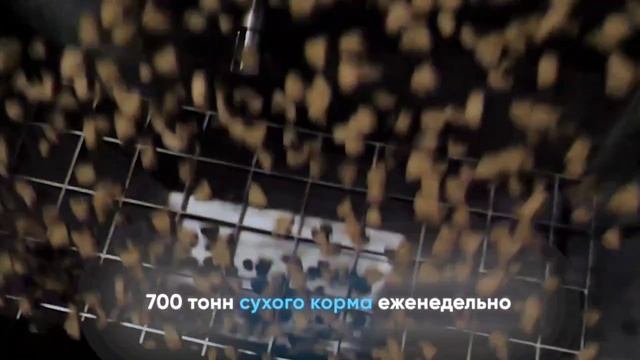 Производство сухих кормов Award на заводе Limkorm